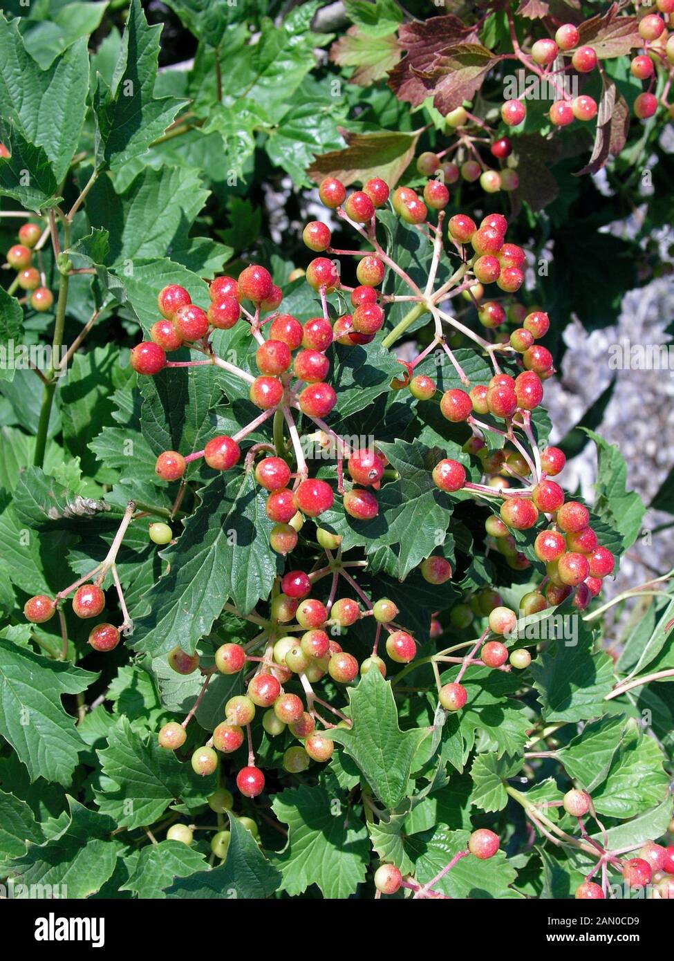 Viburnum opulus compactum hi-res stock photography and images - Alamy