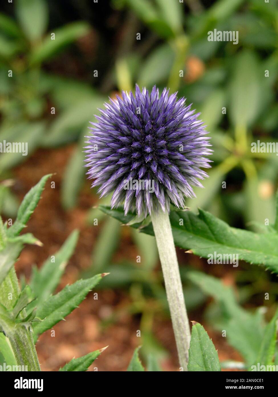 Echinops ritro veitch’s blue hi-res stock photography and images - Alamy