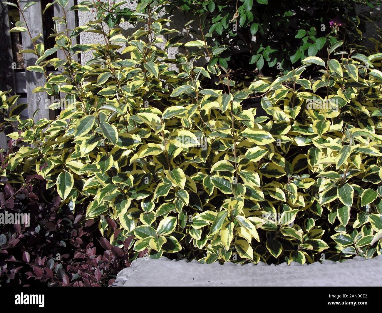 Elaeagnus ebbingei gilt edge hi-res stock photography and images - Alamy