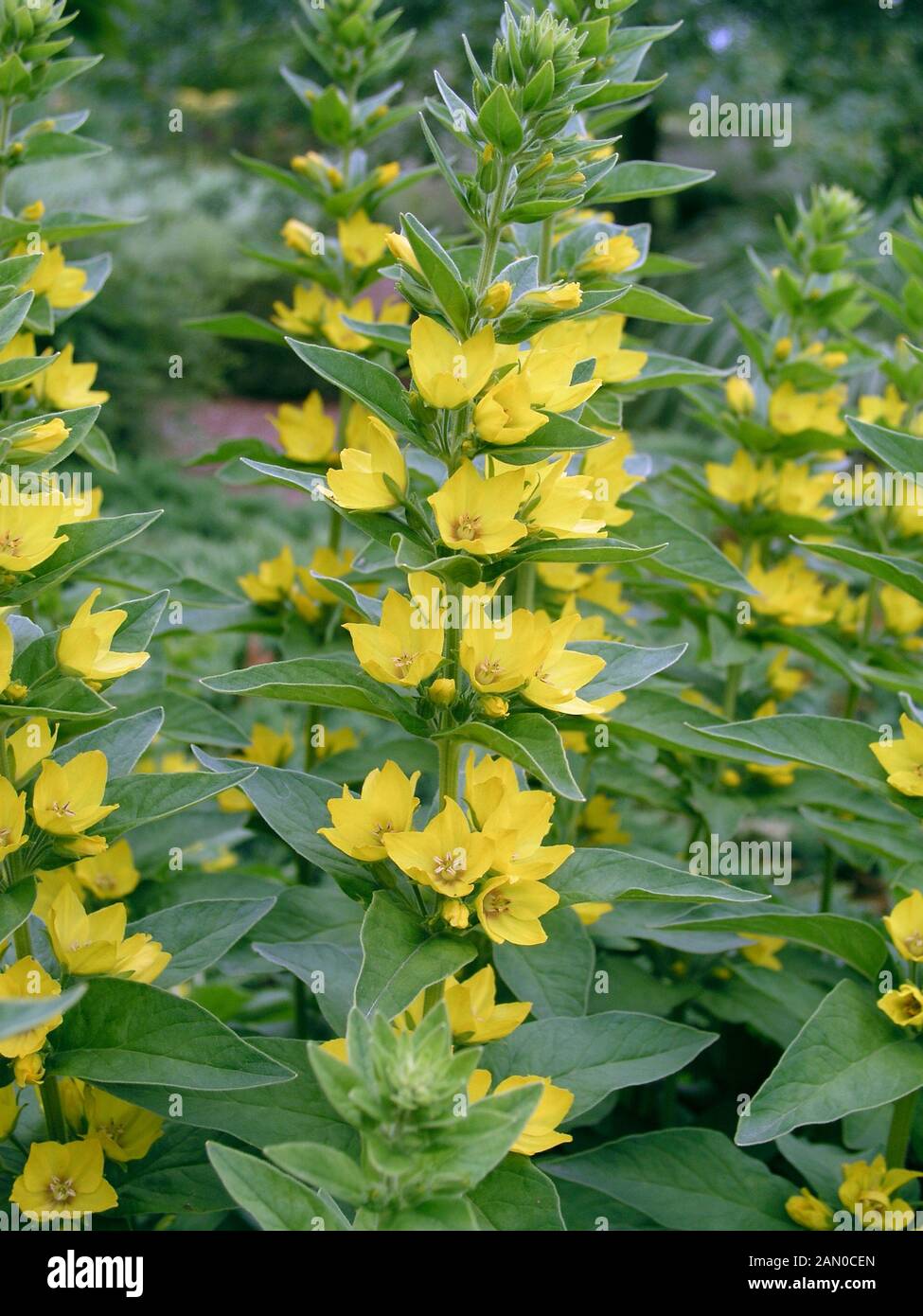 Lysimachia Punctata Dotted Loosestrife High Resolution Stock ...