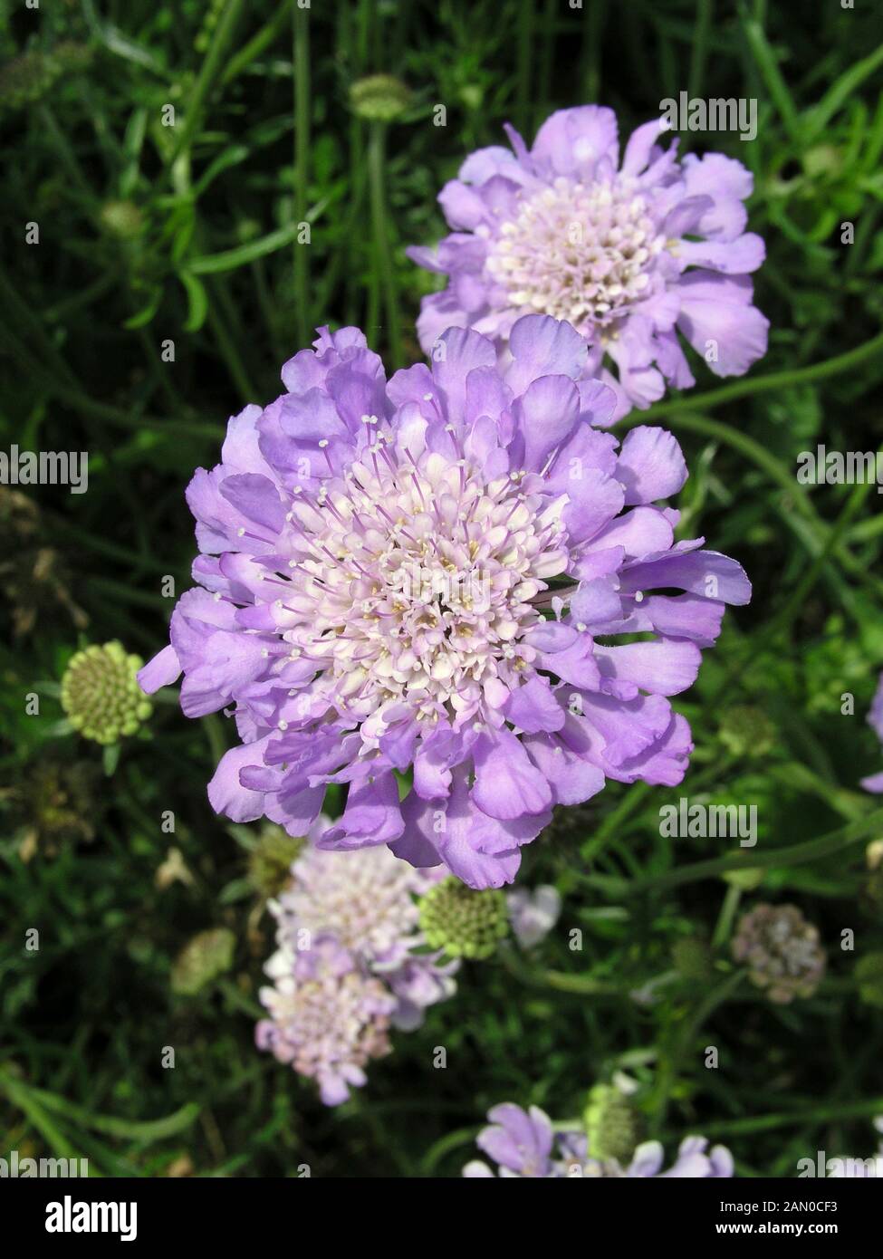 Scabiosa butterfly blue hi-res stock photography and images - Alamy