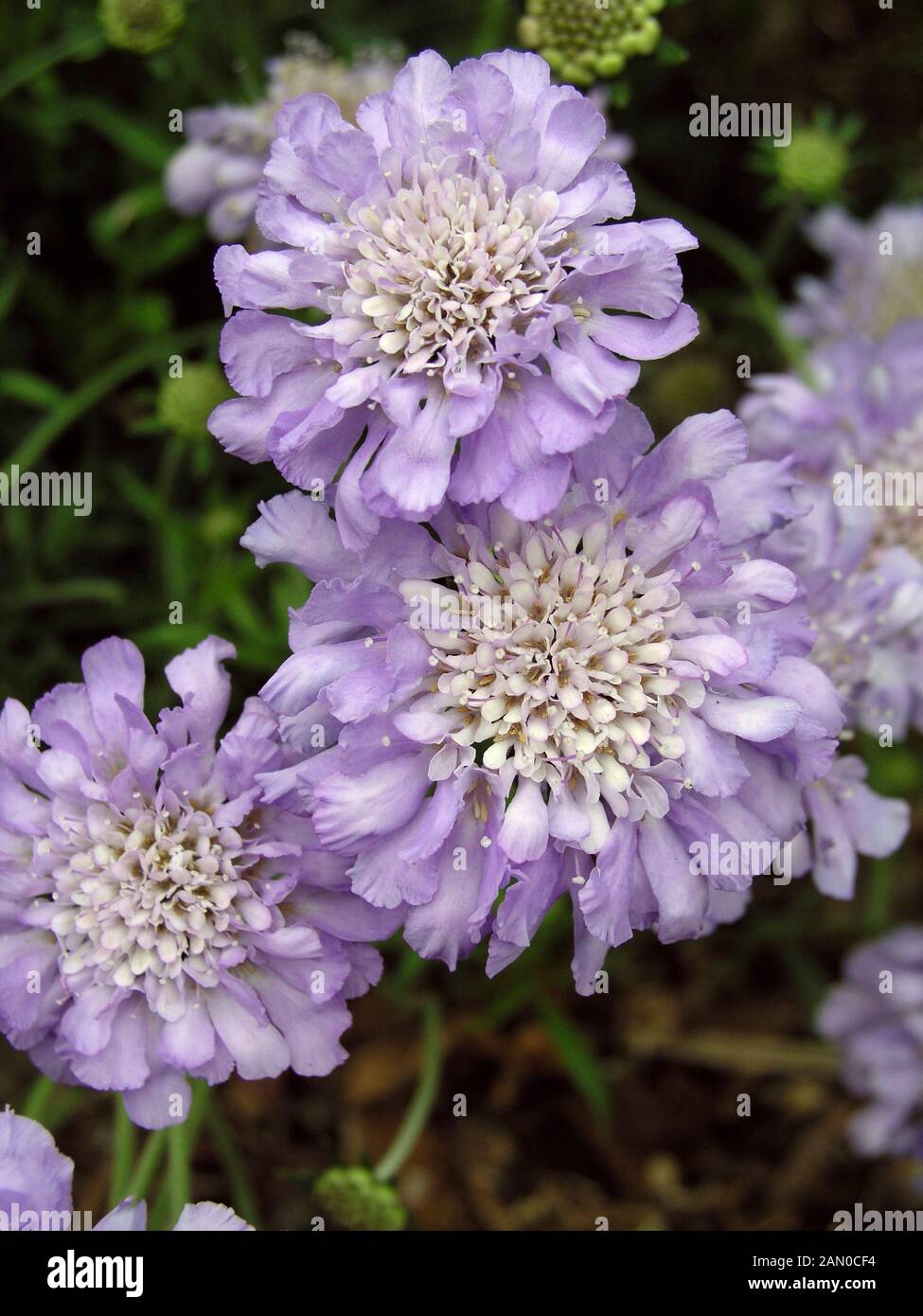 Butterfly blue scabious hi-res stock photography and images - Alamy