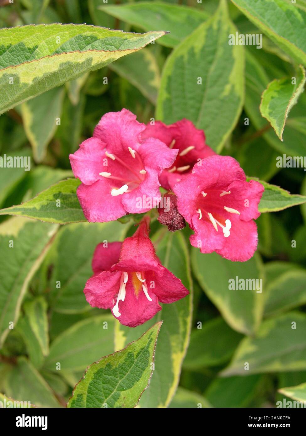 Weigela florida variegated hi-res stock photography and images - Alamy