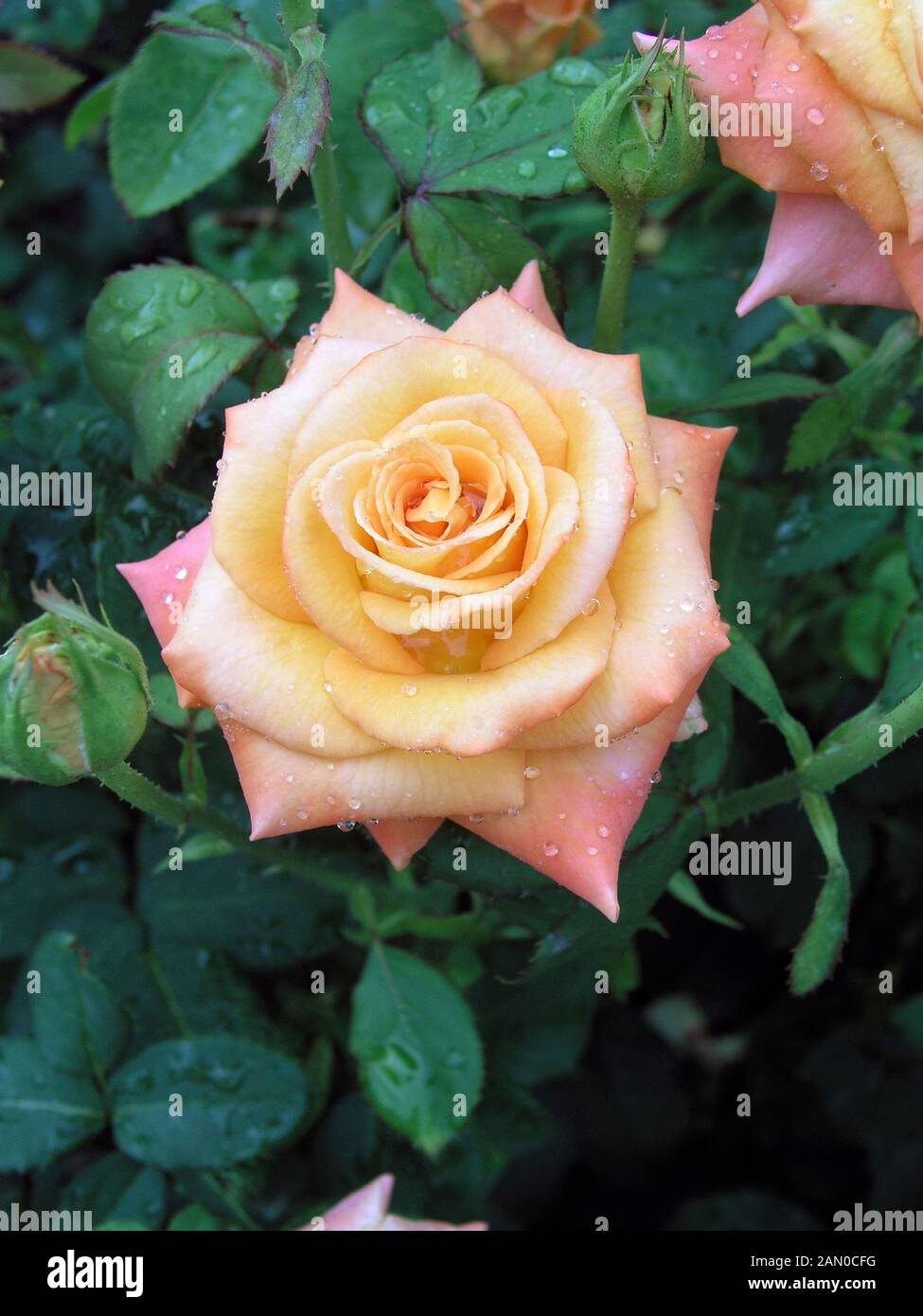 Rosa caribbean hi-res stock photography and images - Alamy