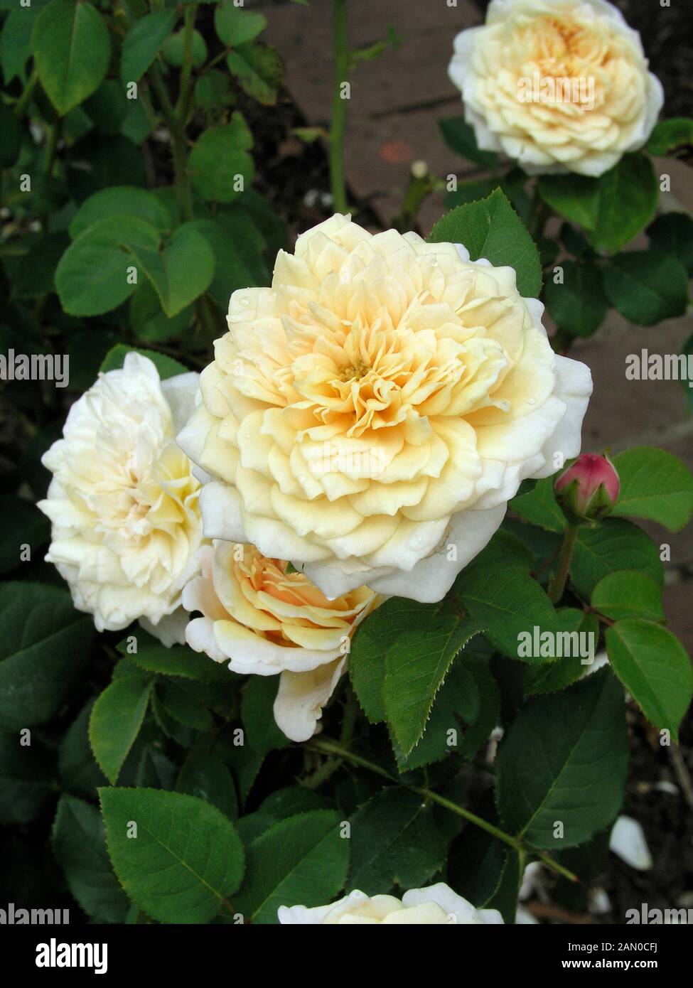 Ausbuff hi-res stock photography and images - Alamy