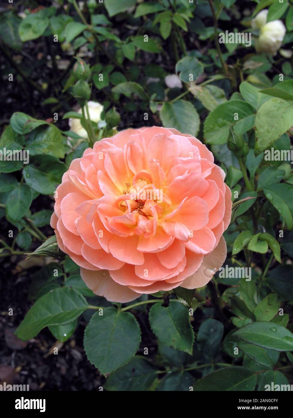 Pat austin hi-res stock photography and images - Alamy