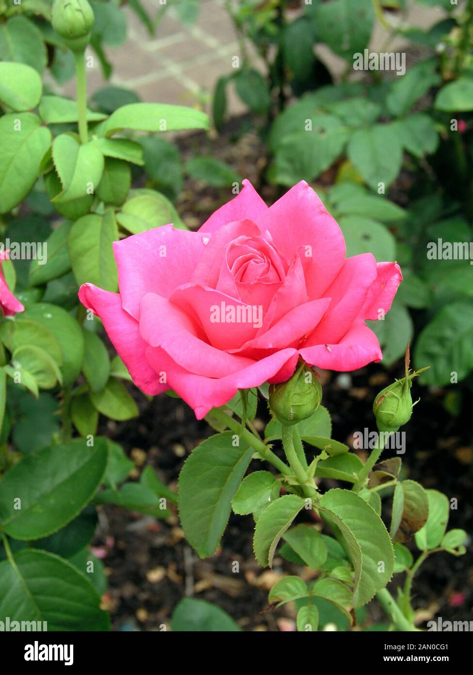 Rosa 'american beauty' hi-res stock photography and images - Alamy