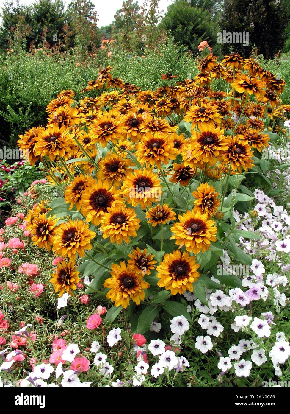 Rudbeckia cherokee sunset hi-res stock photography and images - Alamy