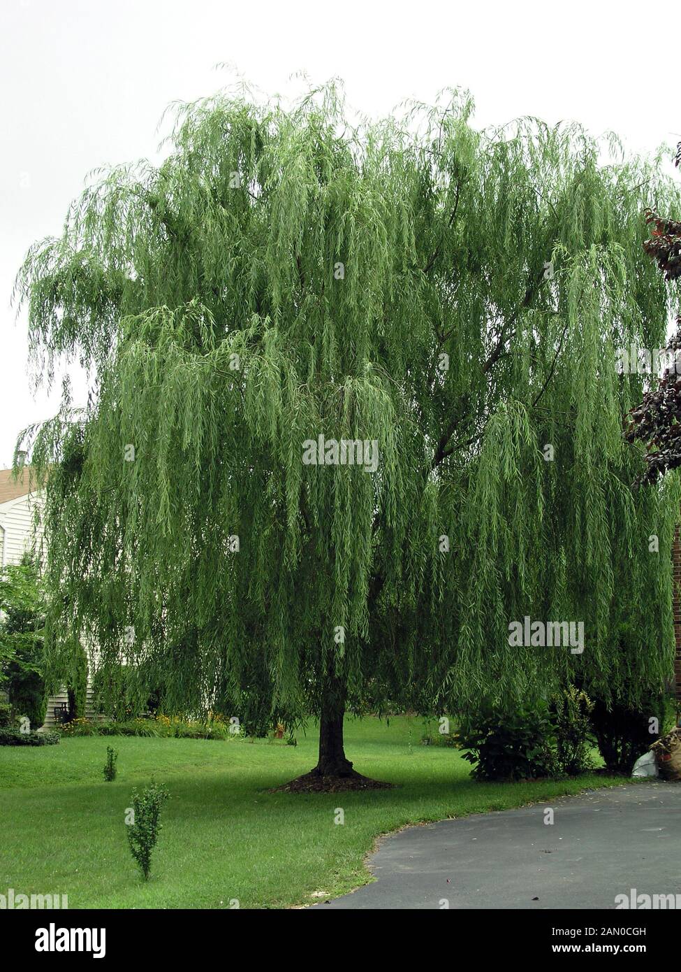 SALIX BABYLONICA (WEEPING WILLOW Stock Photo - Alamy