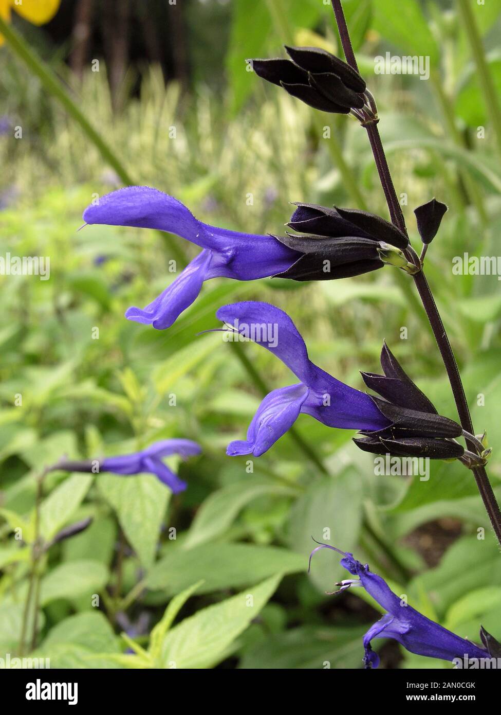 Salvia guaranitica 'black and blue' hi-res stock photography and images ...