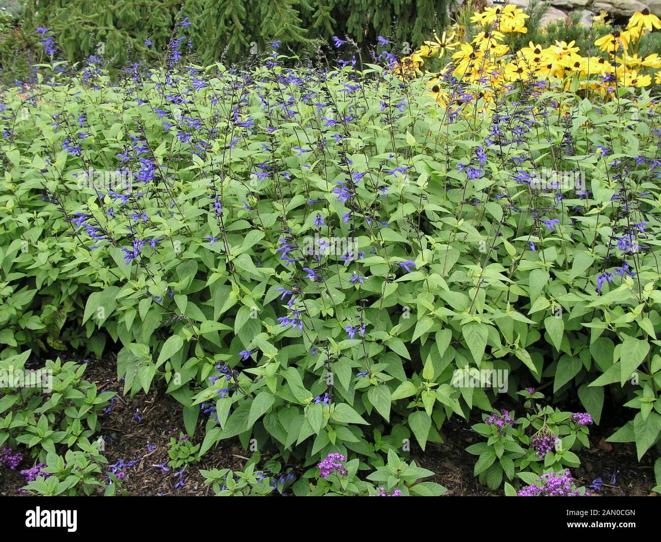 Black and blue salvia hi-res stock photography and images - Alamy