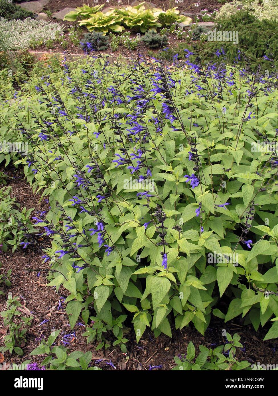 Guaranitica black and blue hi-res stock photography and images - Alamy