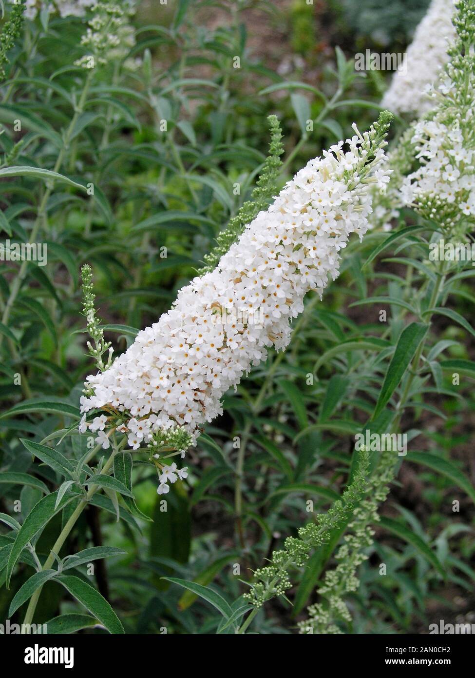 White Buddleia High Resolution Stock Photography and Images - Alamy