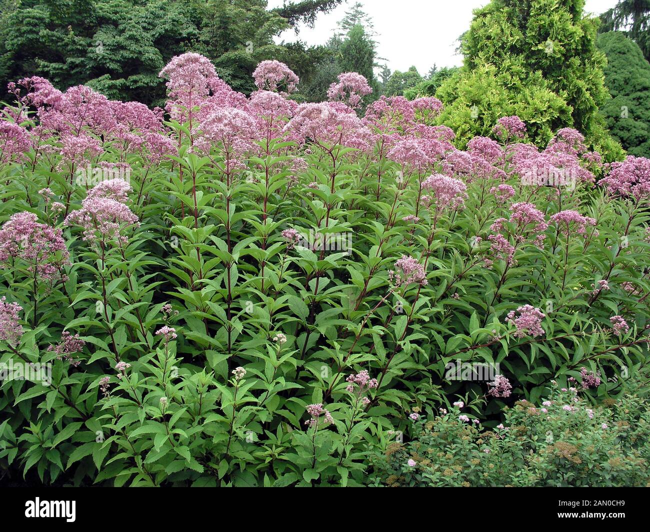 Eupatorium purpureum hi-res stock photography and images - Alamy