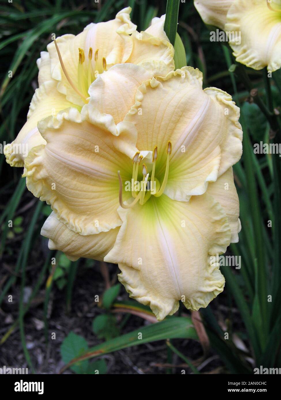 HEMEROCALLIS ENCHANTED BLESSINGS (DAY LILY Stock Photo - Alamy