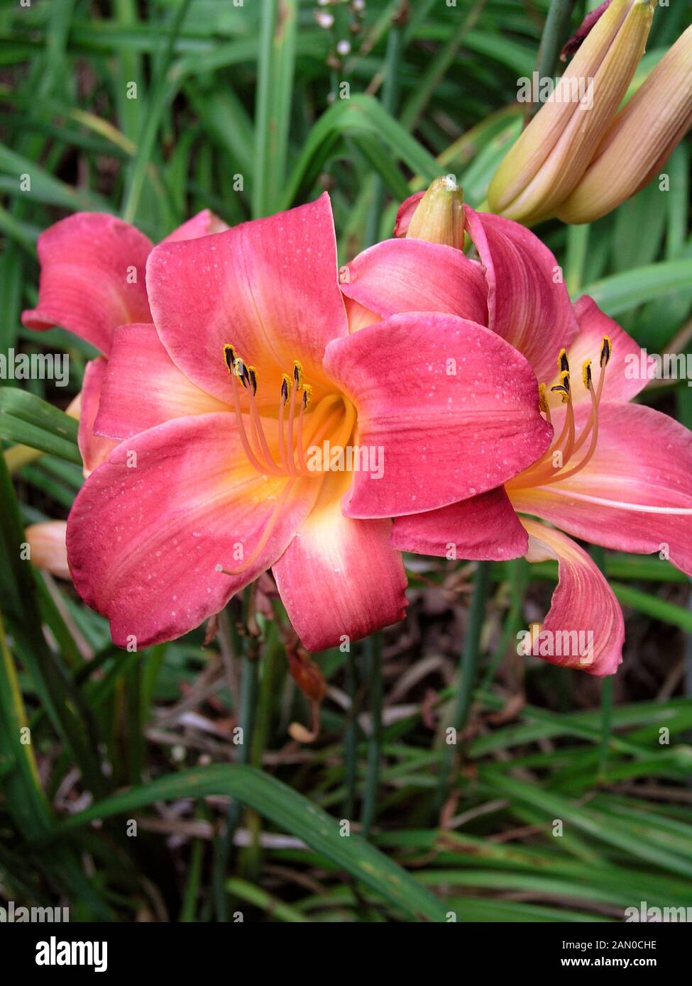 HEMEROCALLIS CHERRY CHEEKS (DAY LILY Stock Photo - Alamy