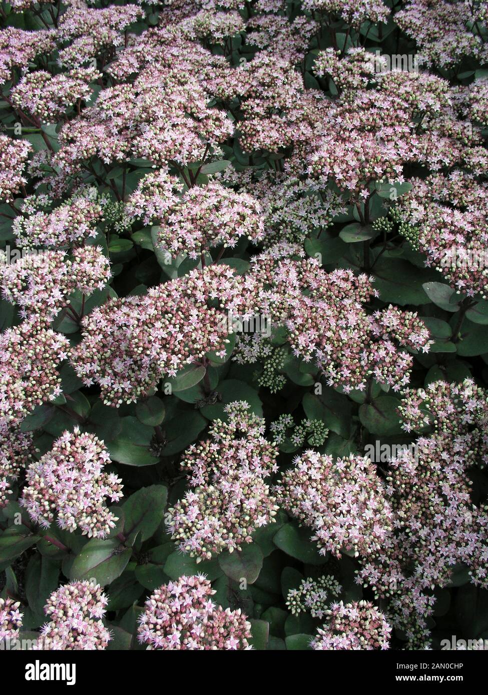 Sedum matrona hi-res stock photography and images - Alamy