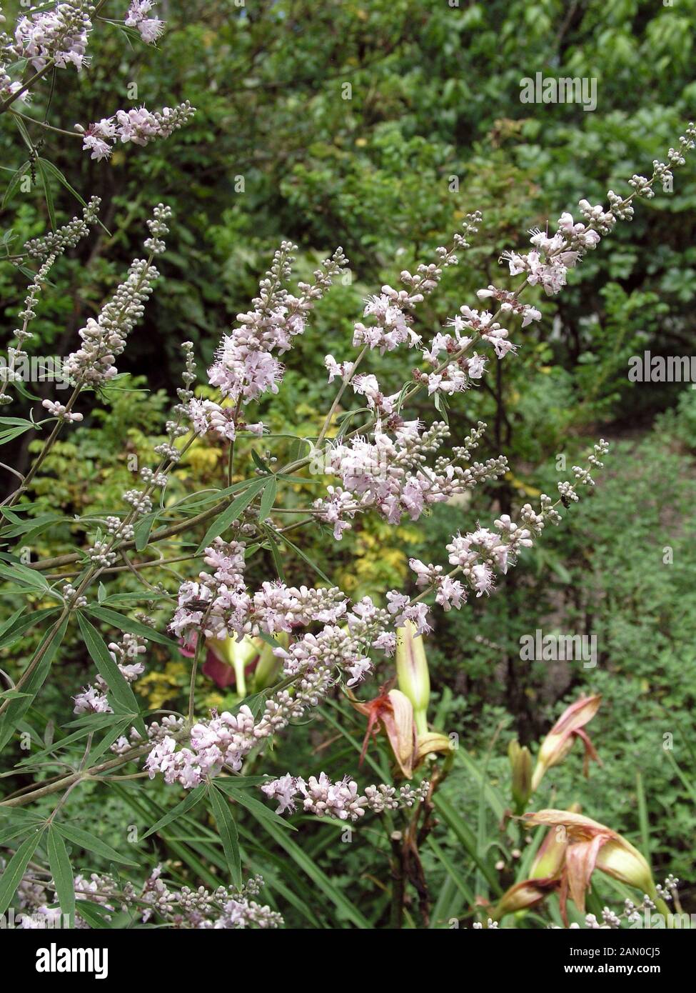 Vitex agnus castus autumn hi-res stock photography and images - Alamy