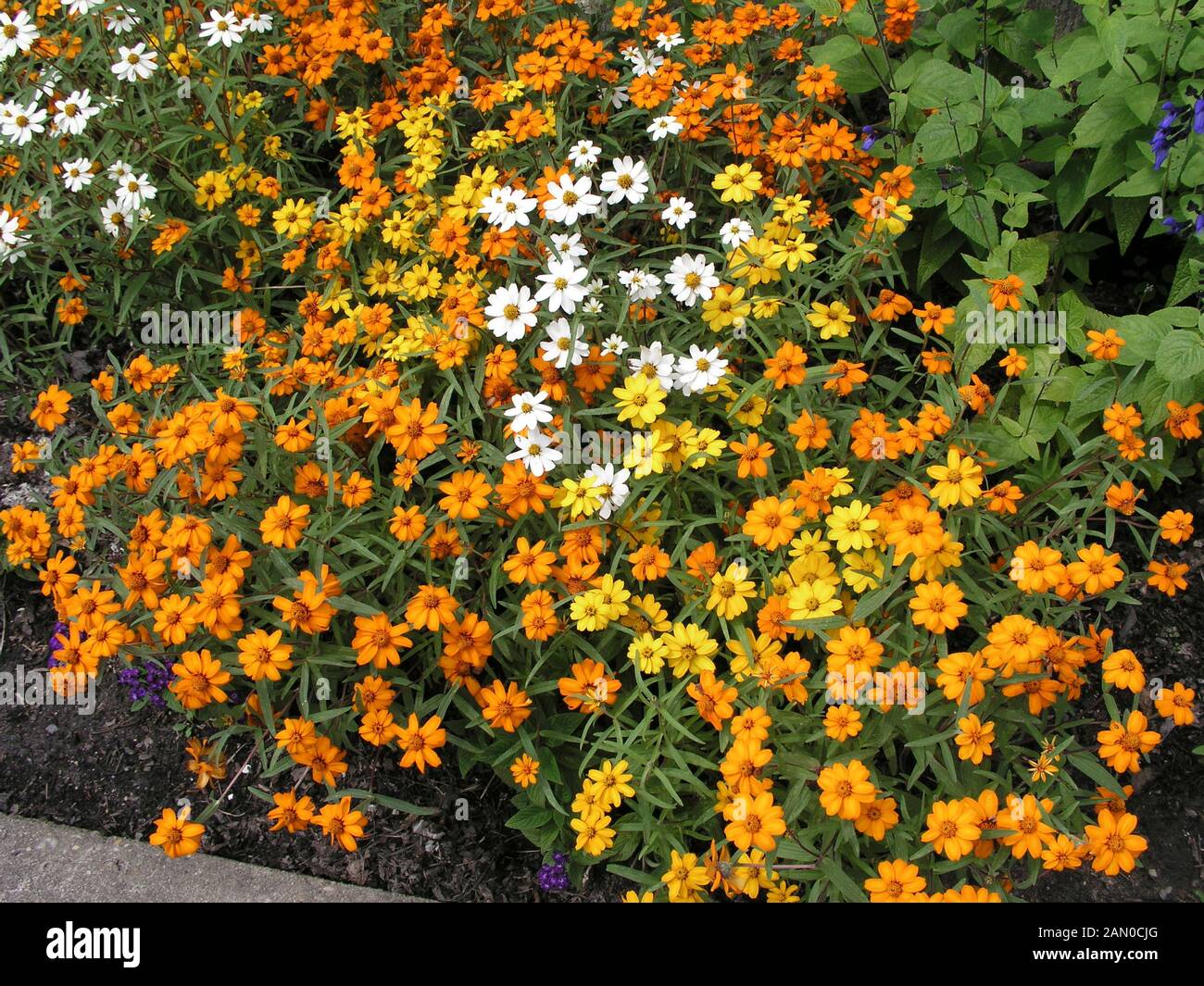 ZINNIA ANGUSTIFOLIA STAR BRIGHT MIXED (YOUTH AND OLD AGE Stock Photo ...