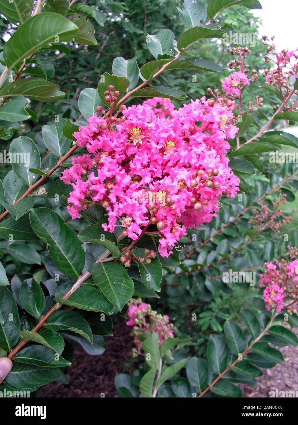 LAGERSTROEMIA INDICA HOPI (CRAPE MYRTLE Stock Photo - Alamy