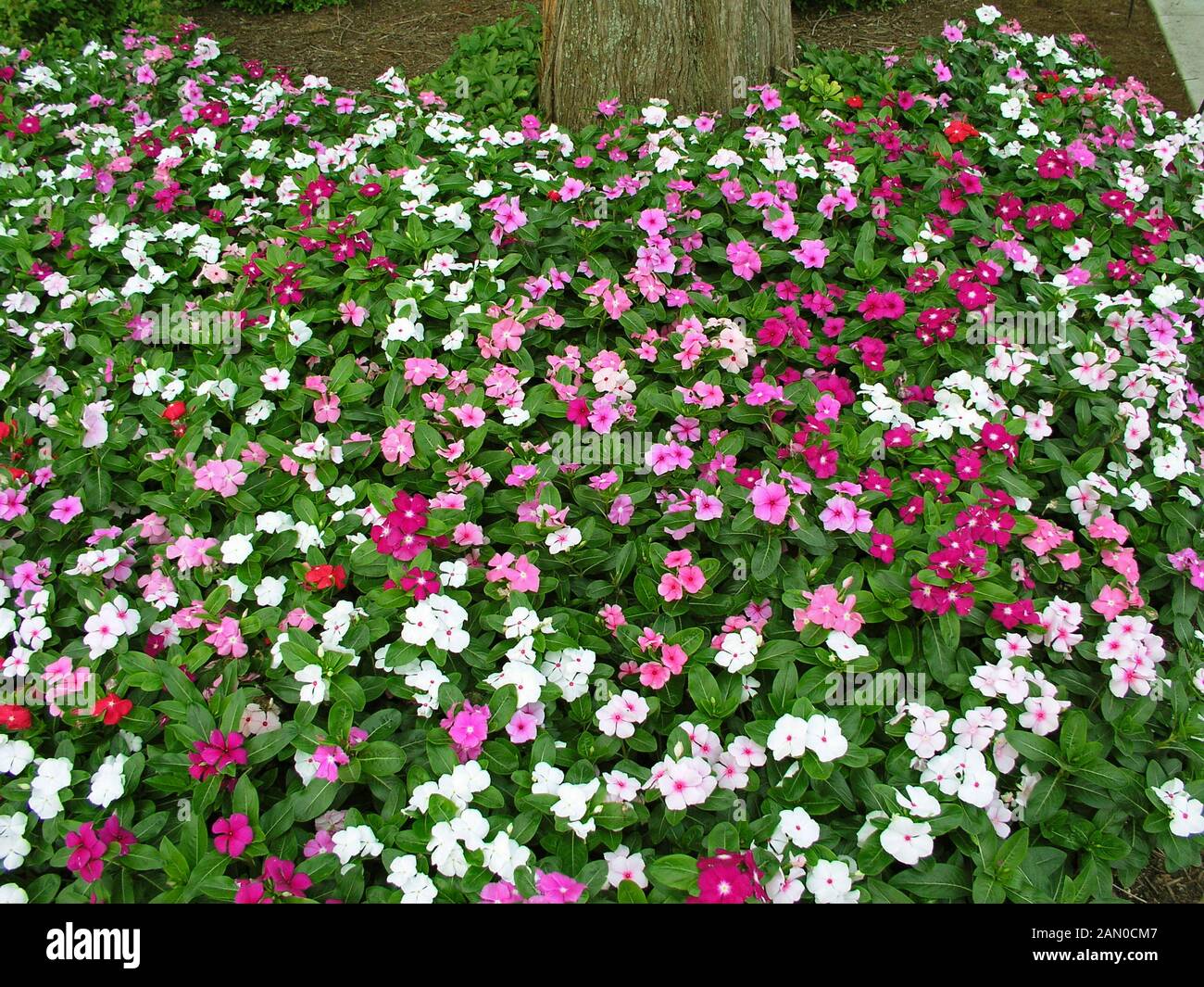 Periwinkle ground cover hi-res stock photography and images - Alamy