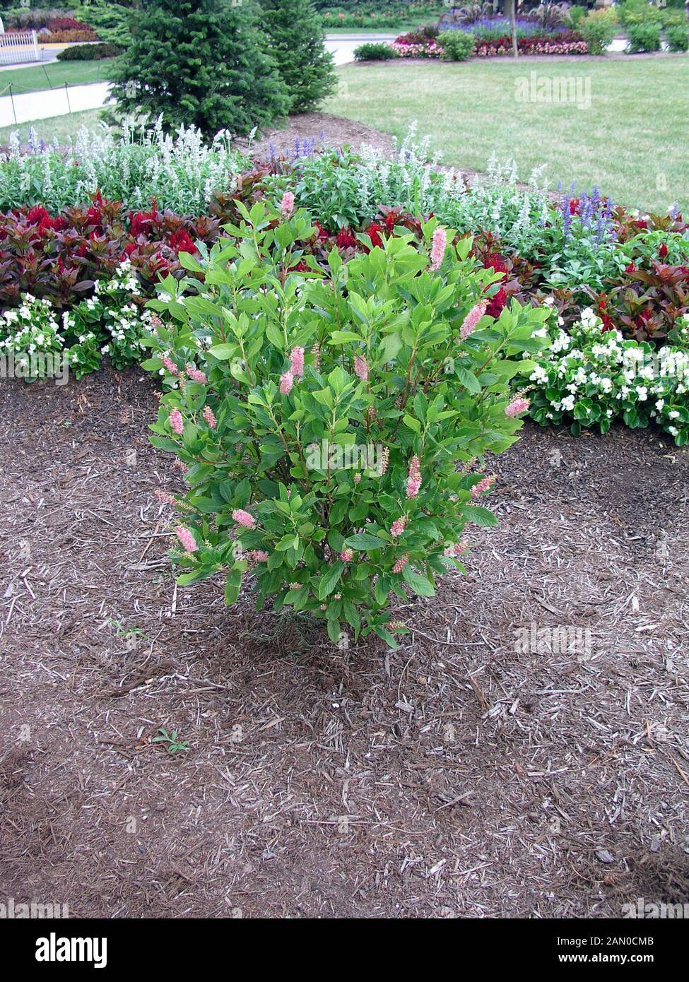 Clethra ruby spice hi-res stock photography and images - Alamy