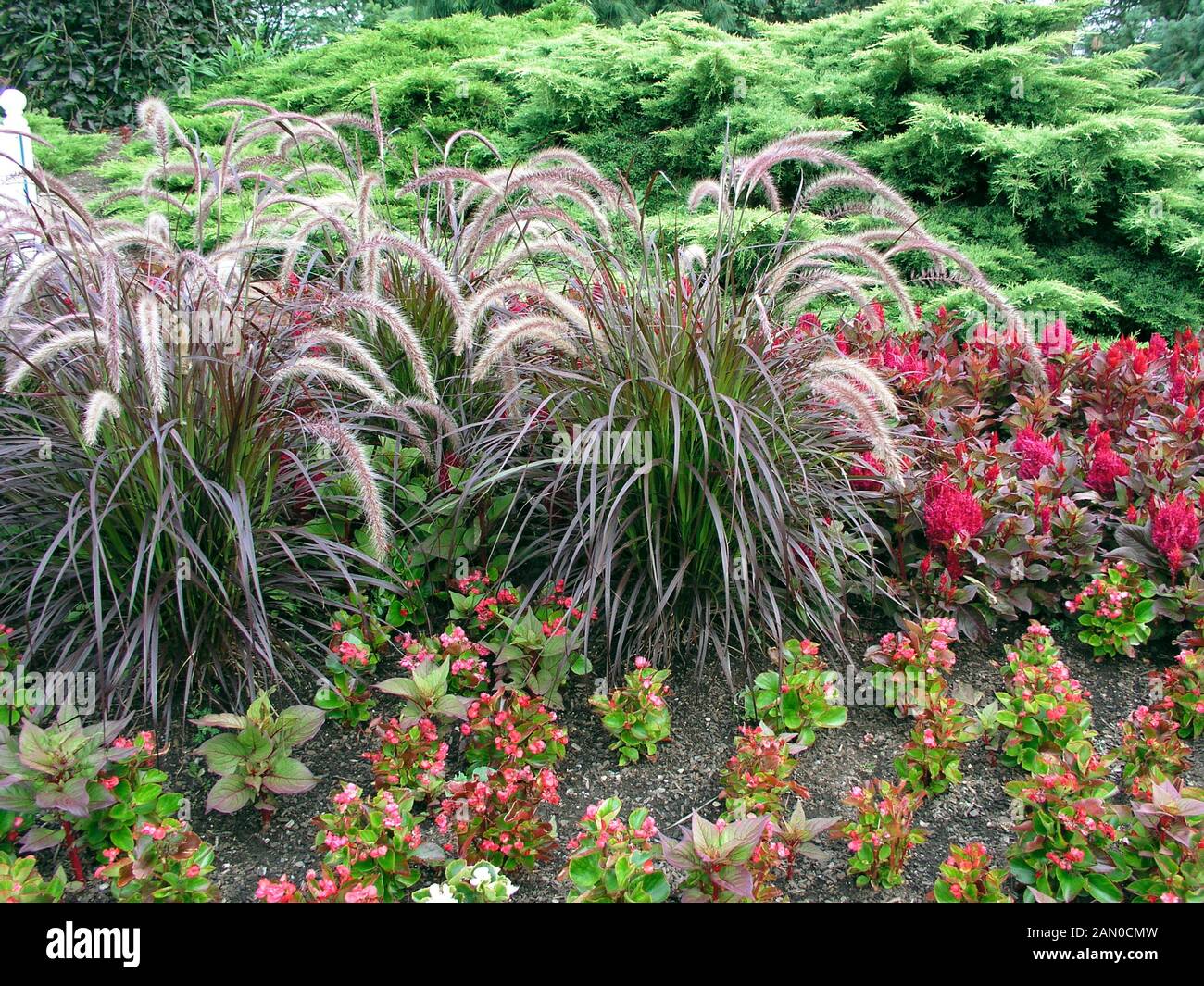 Pennisetum Setaceum Rubrum Purple Fountain Grass