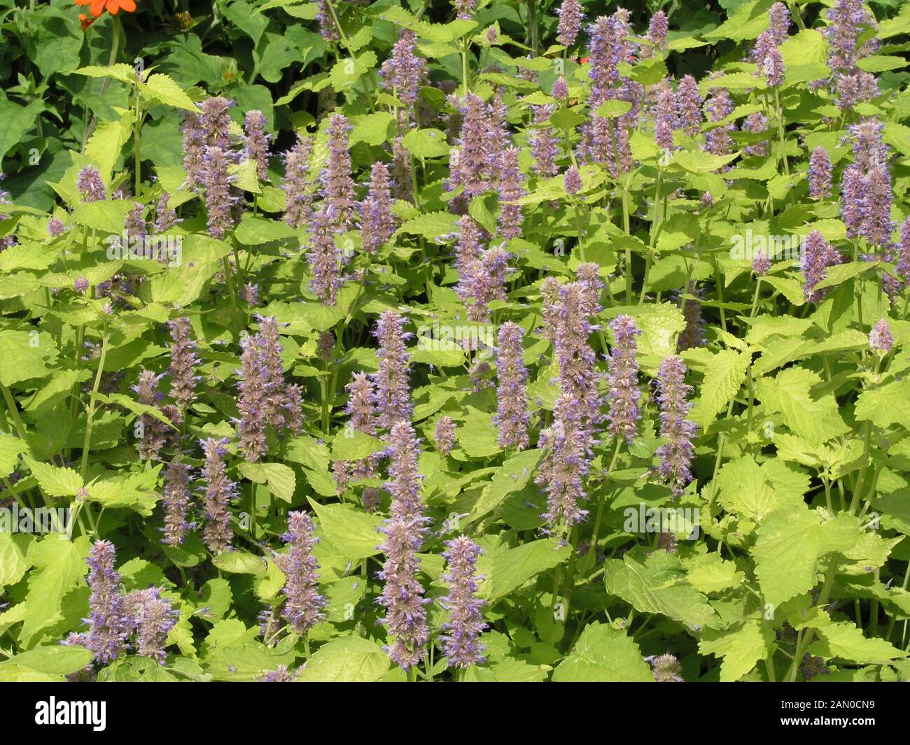 Yellow giant hyssop hi-res stock photography and images - Alamy