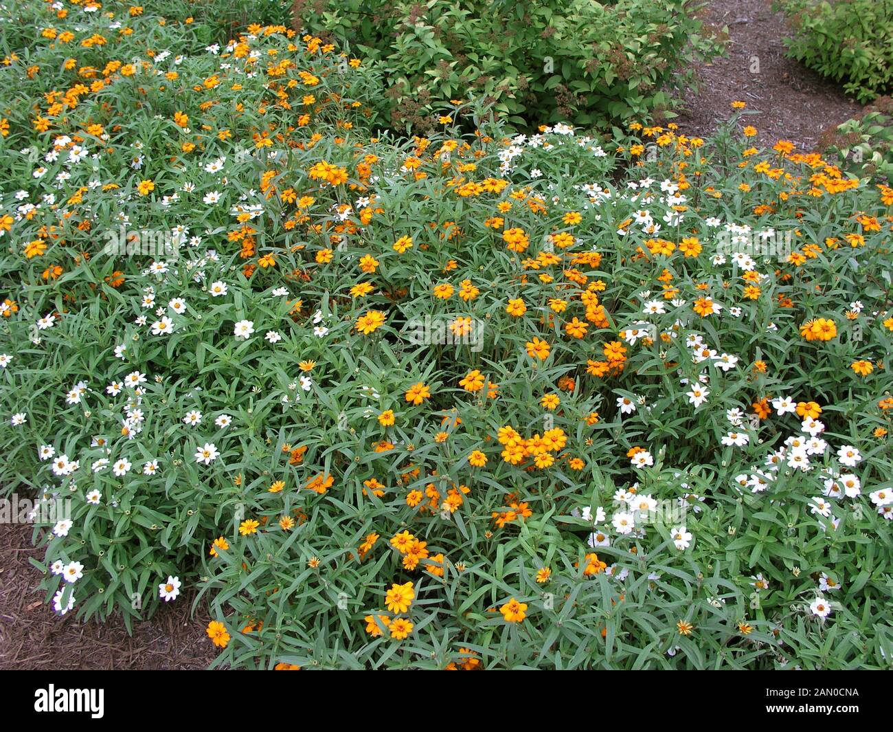 ZINNIA ANGUSTIFOLIA MIXED (YOUTH AND OLD AGE Stock Photo - Alamy