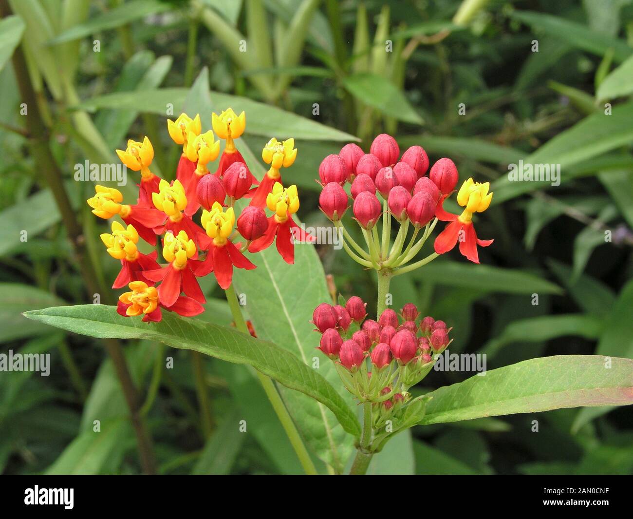 Asclepias Curassavica Red