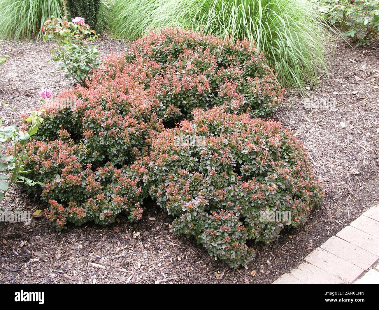 Dwarf berberis hi-res stock photography and images - Alamy