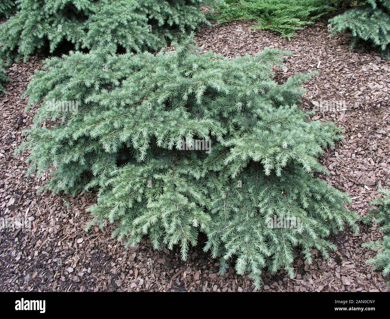 Prostrate growing hi-res stock photography and images - Alamy