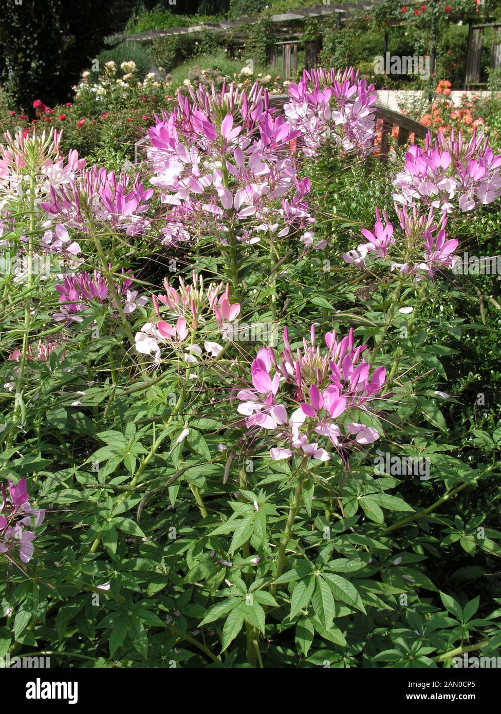 CLEOME SPARKLER BLUSH (SPIDER FLOWER Stock Photo - Alamy