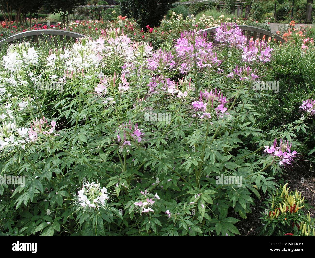 CLEOME SPARKLER BLUSH (SPIDER FLOWER Stock Photo - Alamy