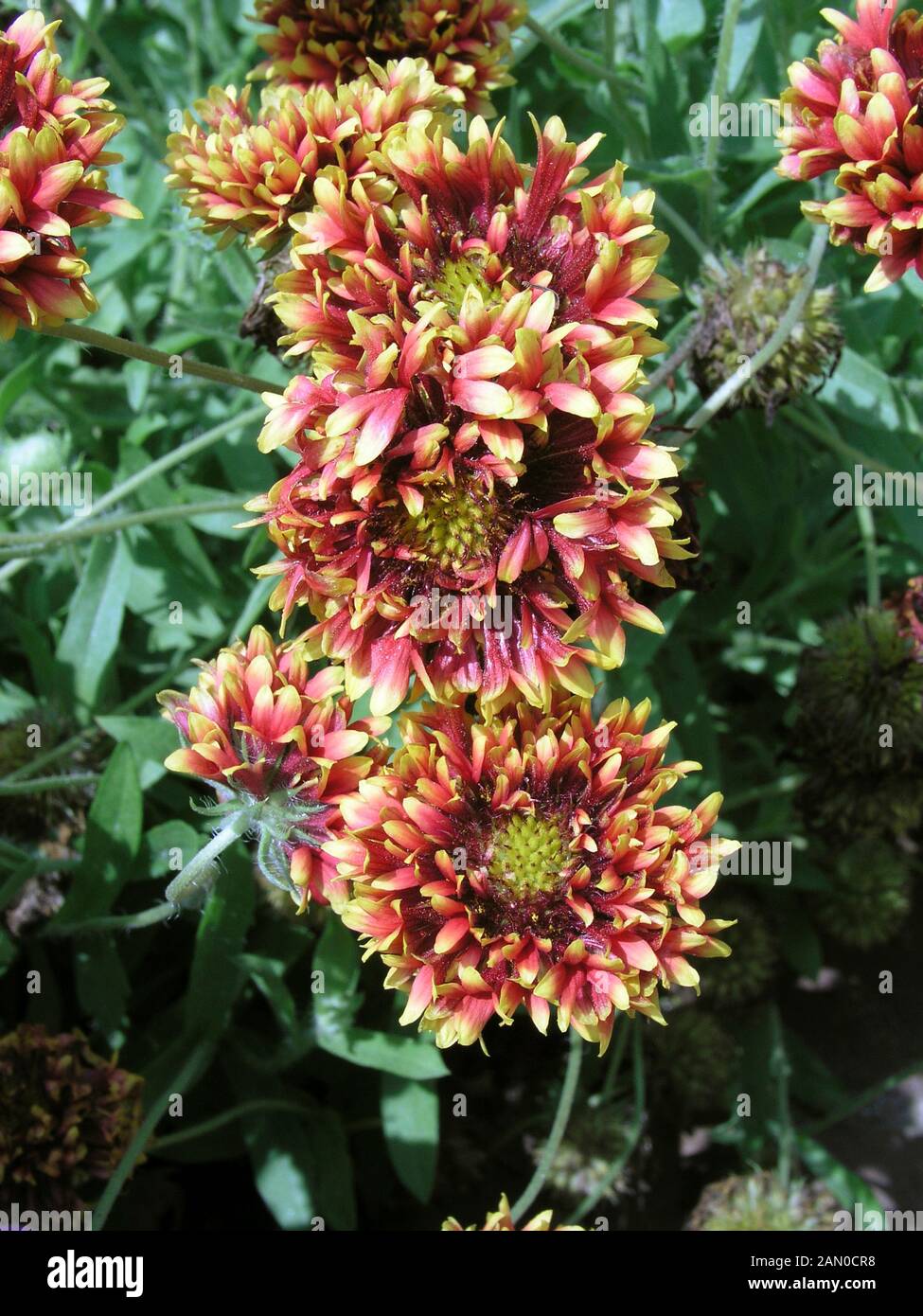 Gaillardia pulchella hi-res stock photography and images - Alamy