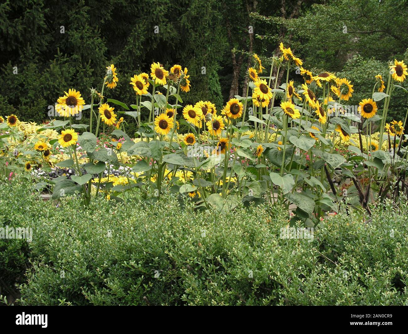 HELIANTHUS SORAYA (SUNFLOWER Stock Photo - Alamy