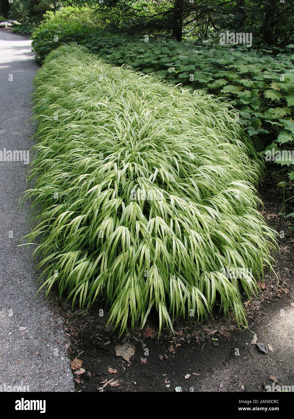 Hakonechloa macra edging hi-res stock photography and images - Alamy