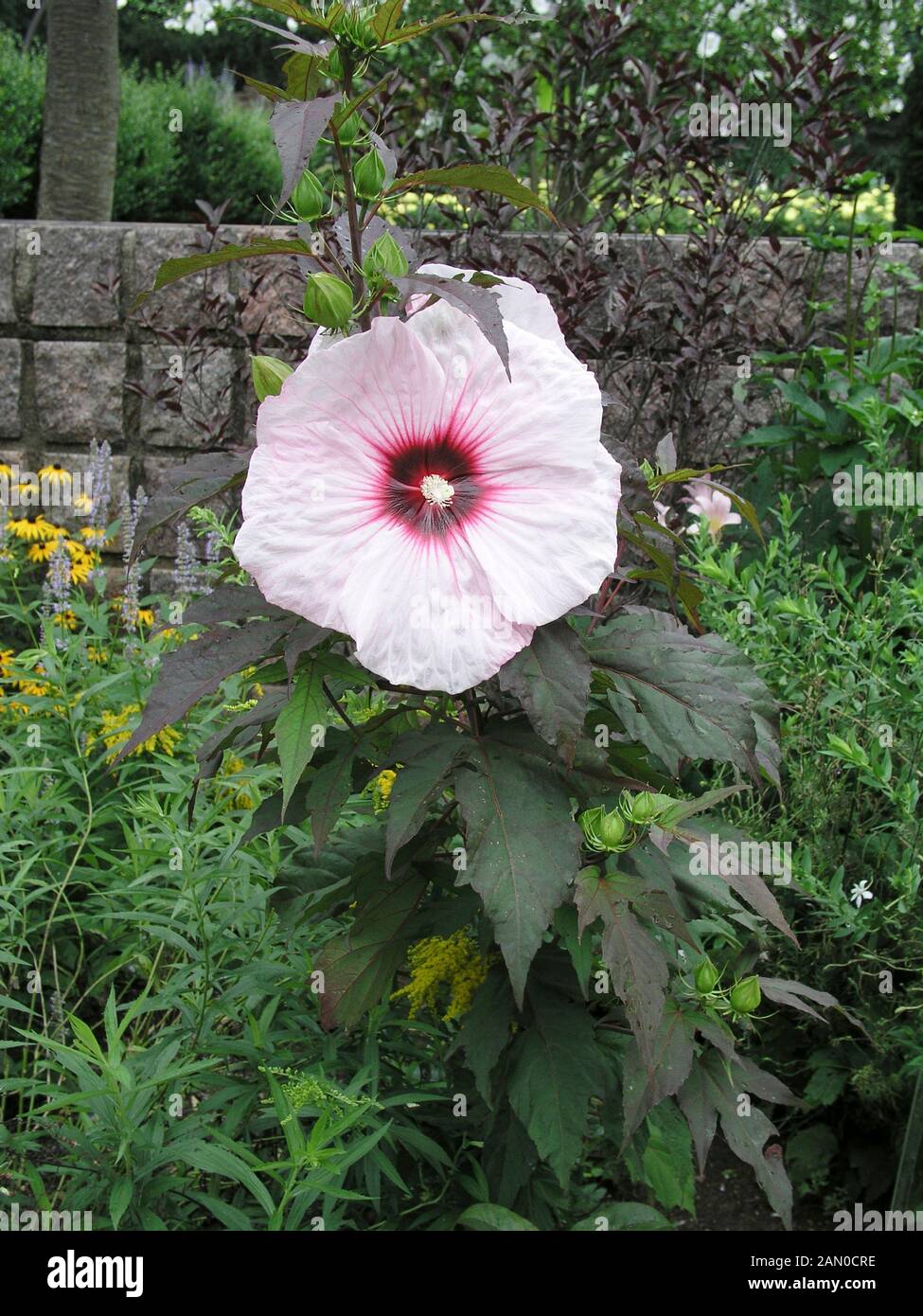 HIBISCUS KOPPER KING Stock Photo - Alamy