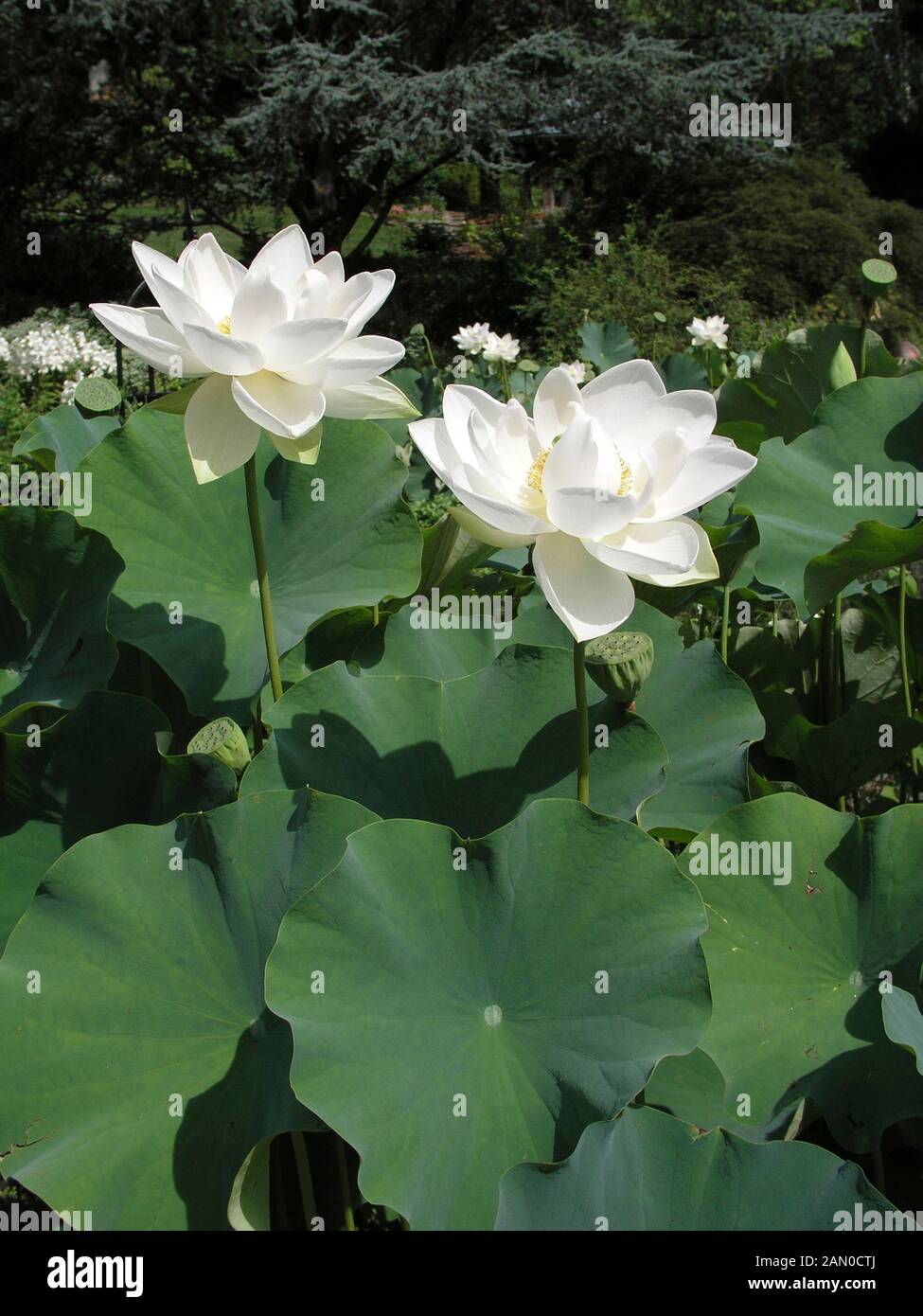 NELUMBO NUCIFERA ALBA GRANDIFLORA (SACRED LOTUS Stock Photo - Alamy