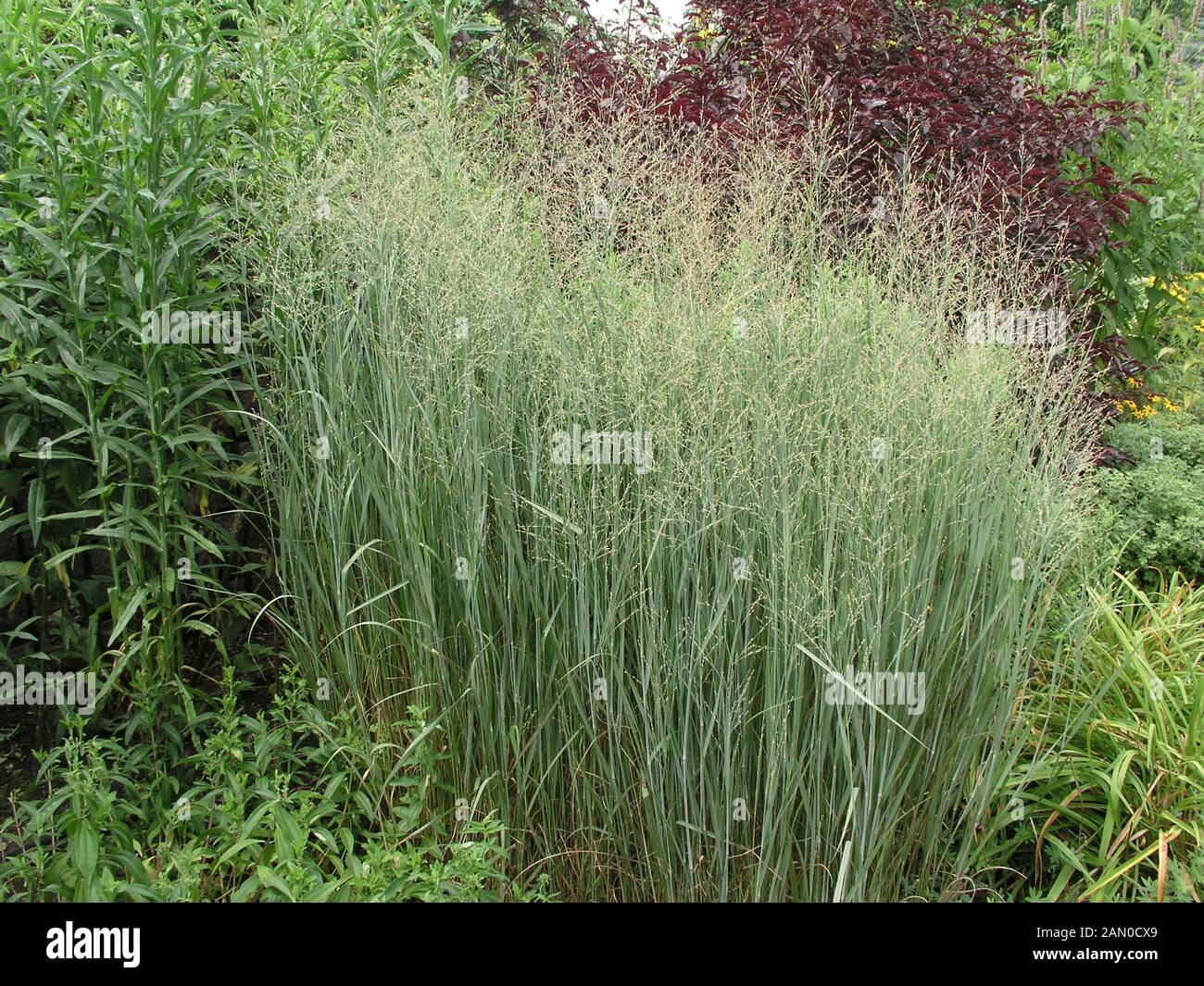 Switch Grass Heavy Metal at Ina Peterson blog