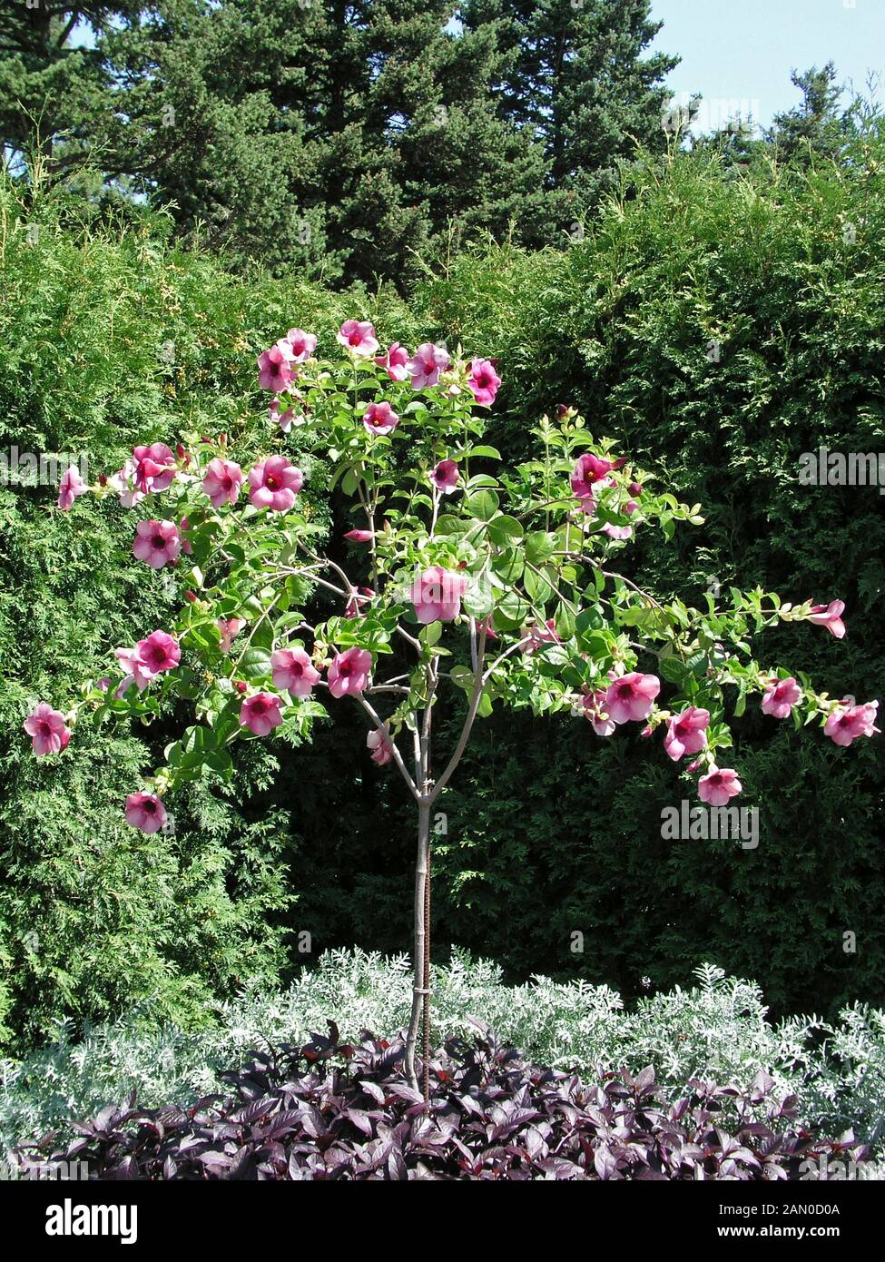 Pink allamanda hi-res stock photography and images - Alamy