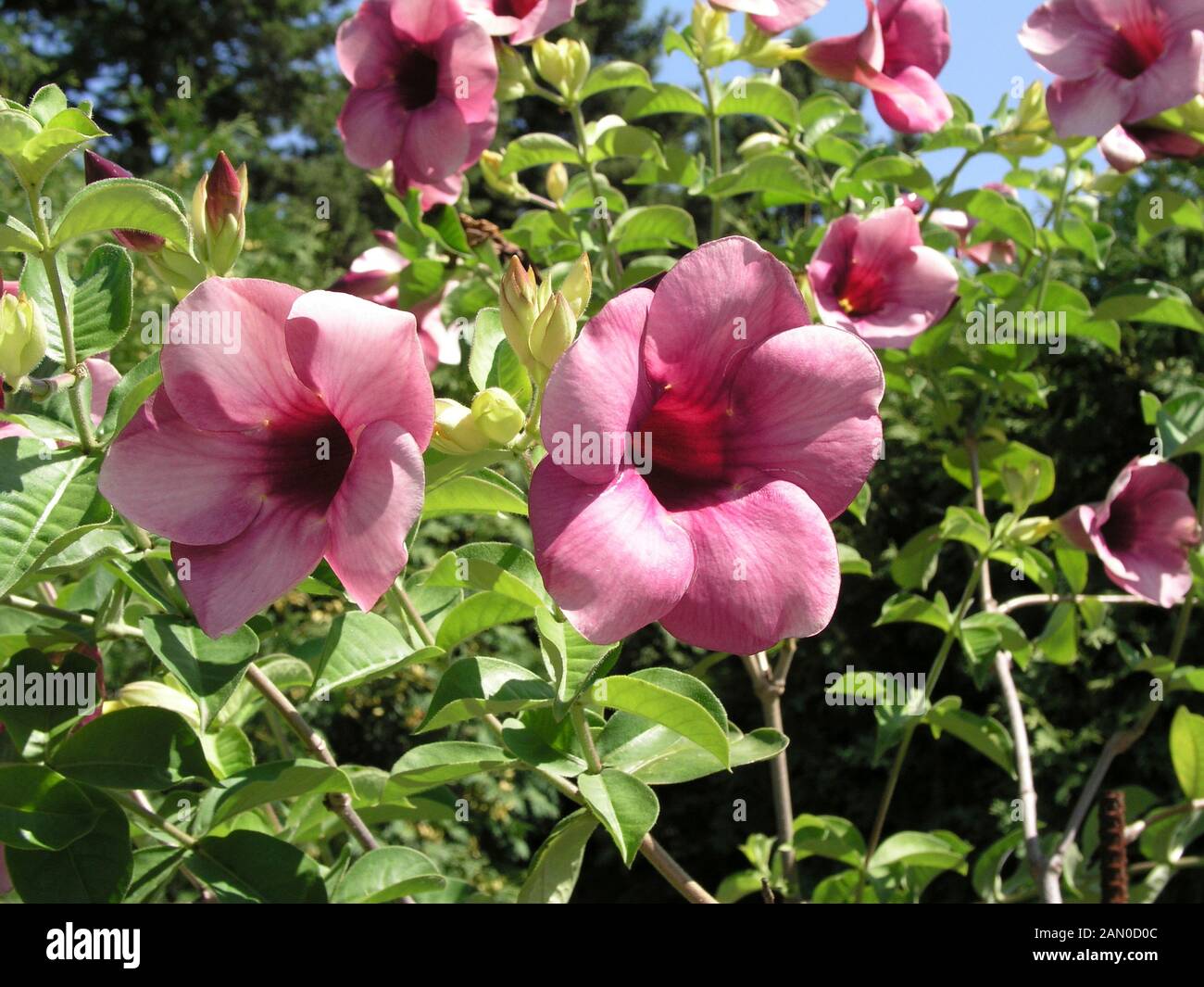 Pink allamanda hi-res stock photography and images - Alamy
