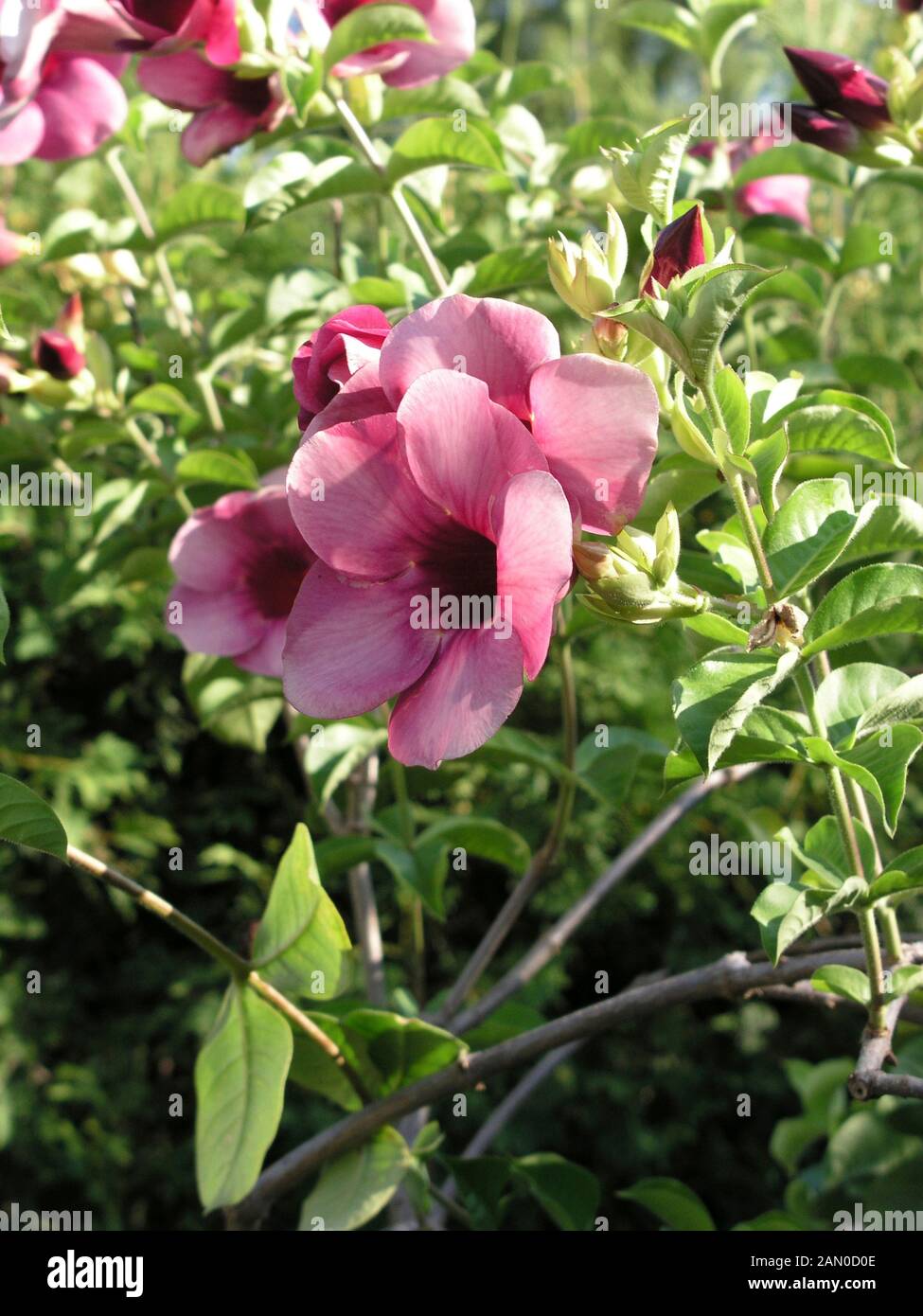 Pink allamanda hi-res stock photography and images - Alamy