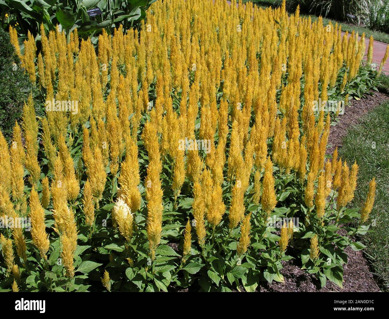 Celosia plumosa hi-res stock photography and images - Alamy