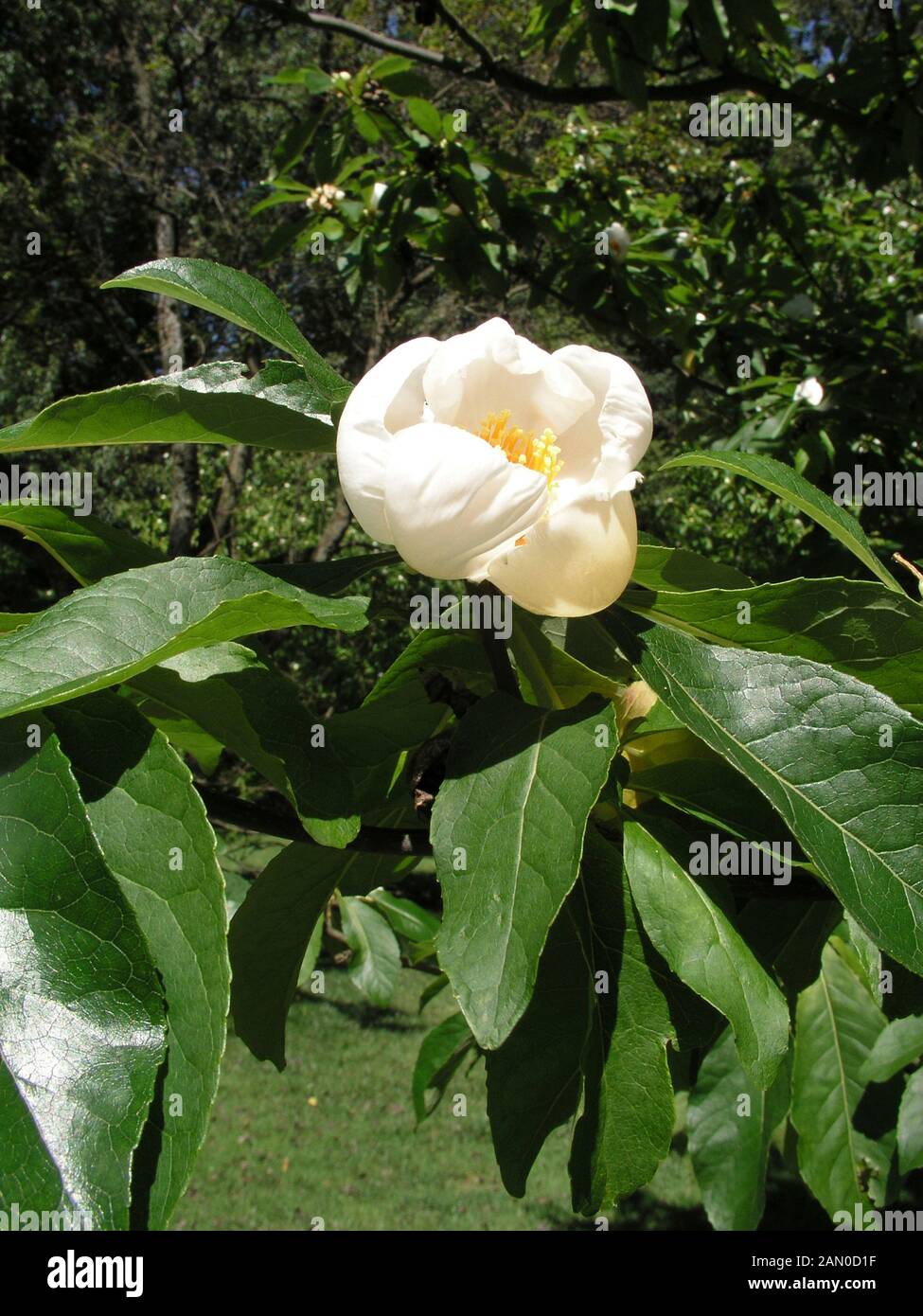 The alatamaha hi-res stock photography and images - Alamy
