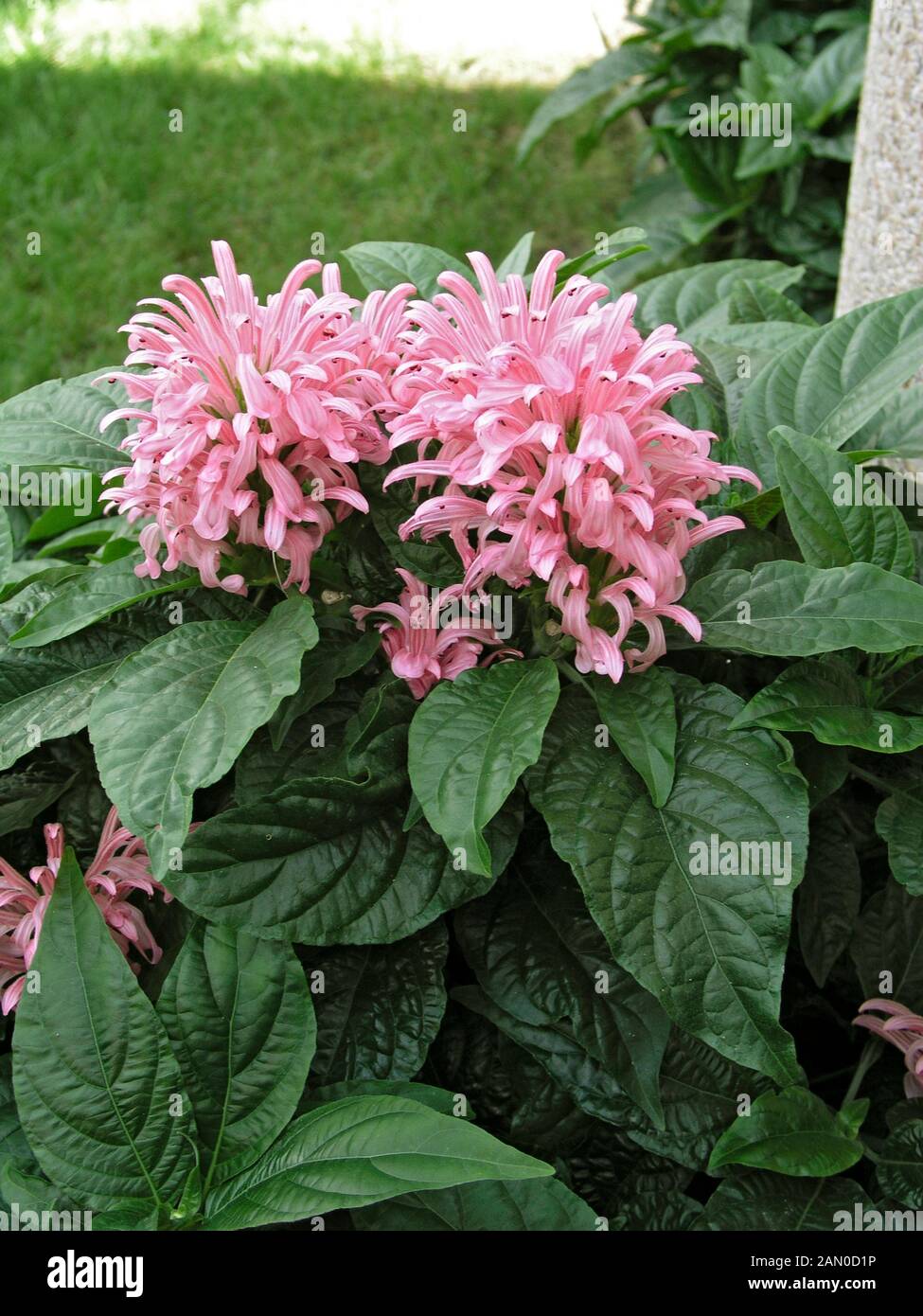 Justicia Carnea High Resolution Stock Photography and Images - Alamy