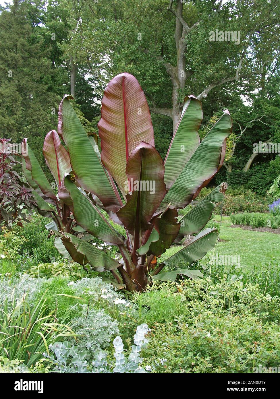 Ensete maurelii hi-res stock photography and images - Alamy