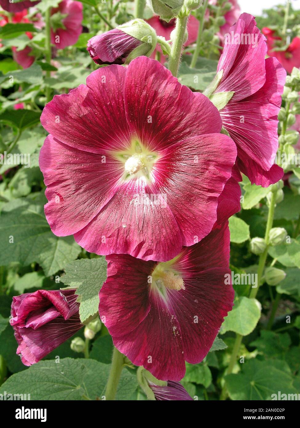 ALCEA ROSEA (PURPLE Stock Photo - Alamy