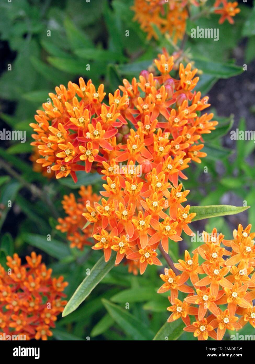 ASCLEPIAS TUBEROSA (BUTTERFLY WEED Stock Photo - Alamy