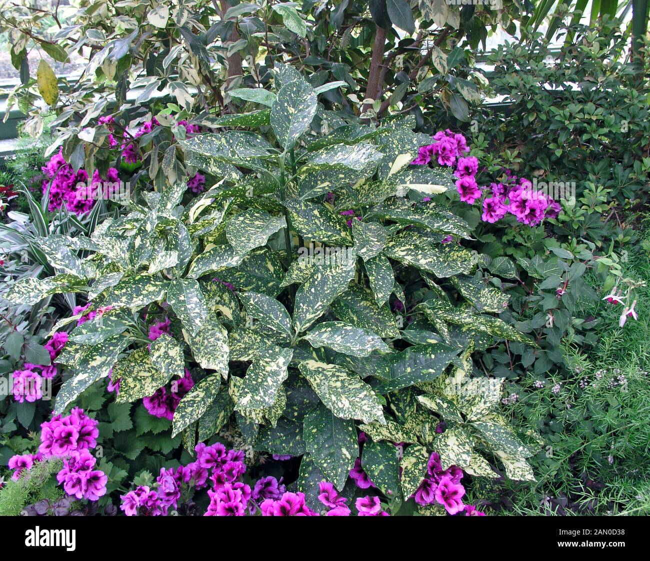 AUCUBA JAPONICA (SPOTTED LAUREL Stock Photo - Alamy
